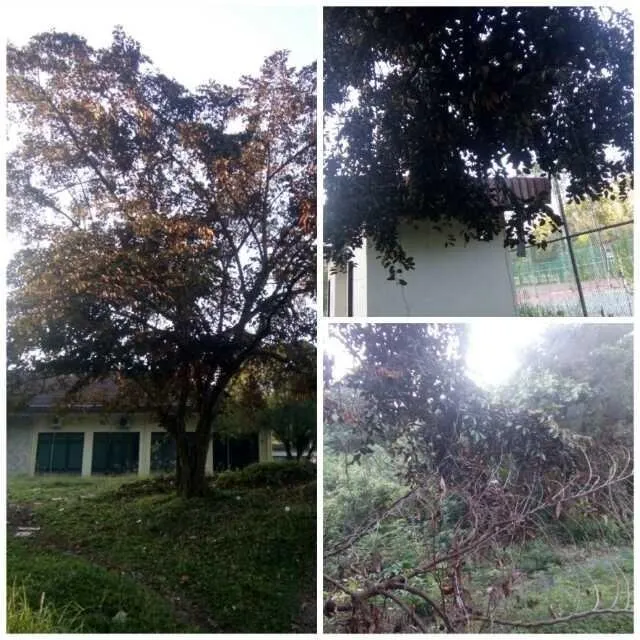 Kenitu, si kaya mamfaat