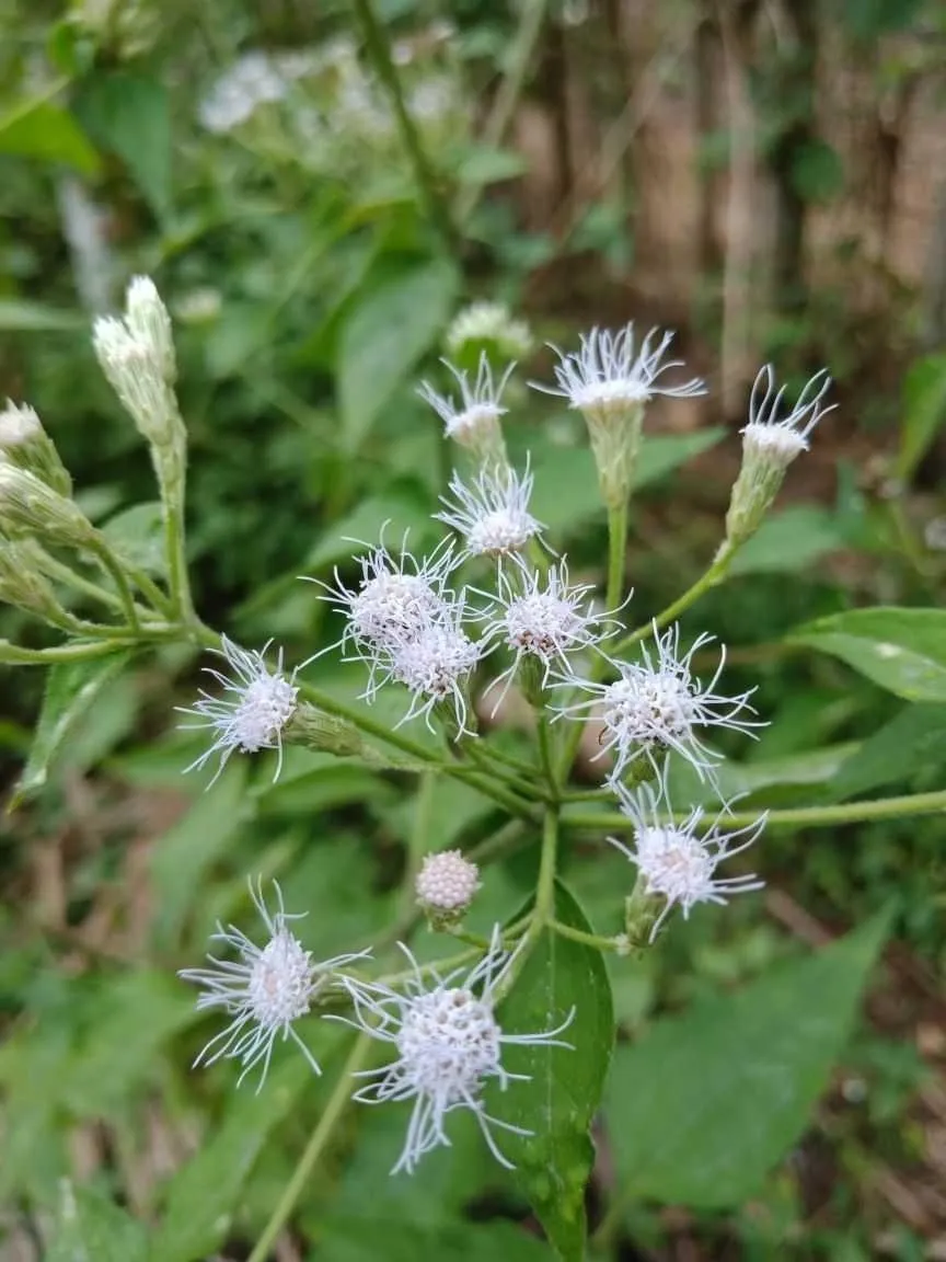 ~natural photographic objects~