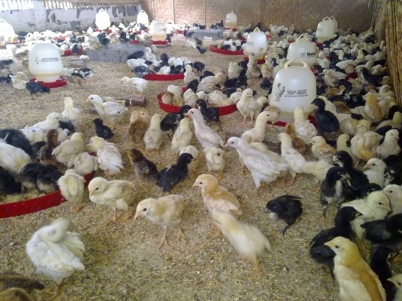 DUCK FARM, HOW TO QUICKLY INCUBATE DUCK EGGS
