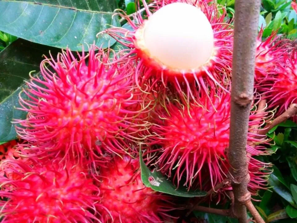 THE FRUIT RAMBUTAN ( SWEET )