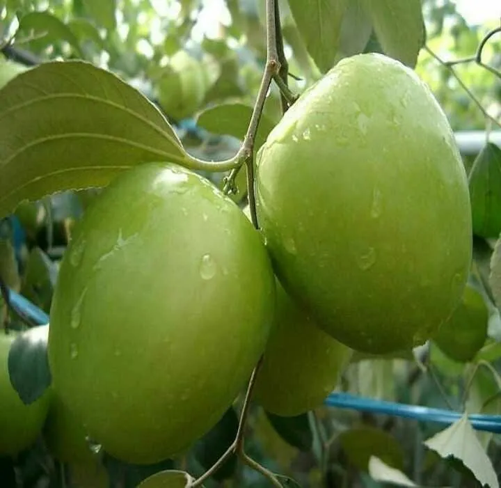 benefits of bidara fruit