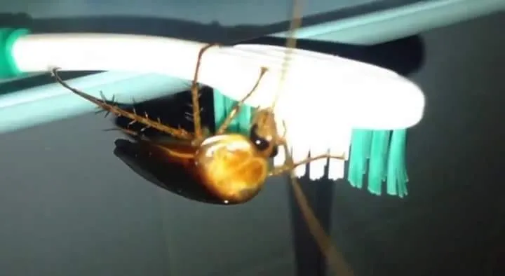 keep the hygiene of the cockroach