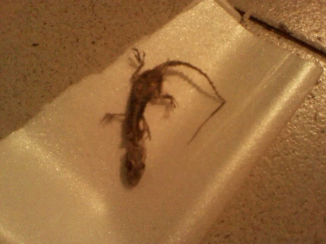 ANIMAL ENCONTRADO DISECADO