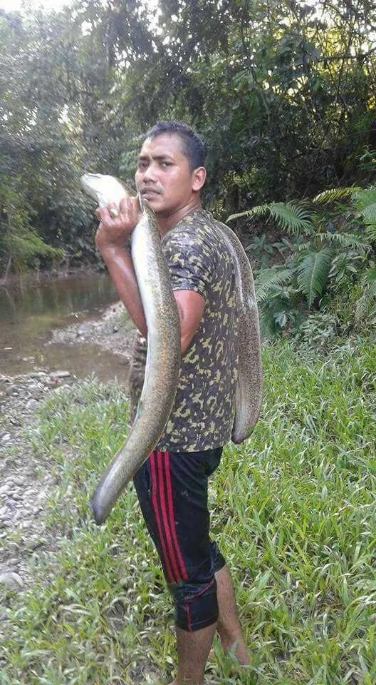 Benefits of eel fish for health vitality