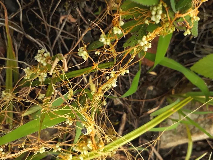 Invasive plants: Dodder