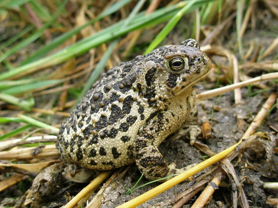 Extinct in the Wild - #4 Wyoming Toad (Endangered species) 2020