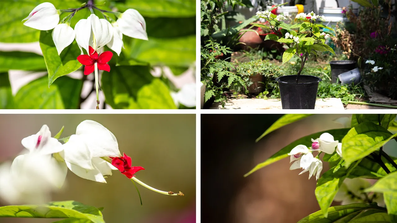 My Bleeding Heart Story