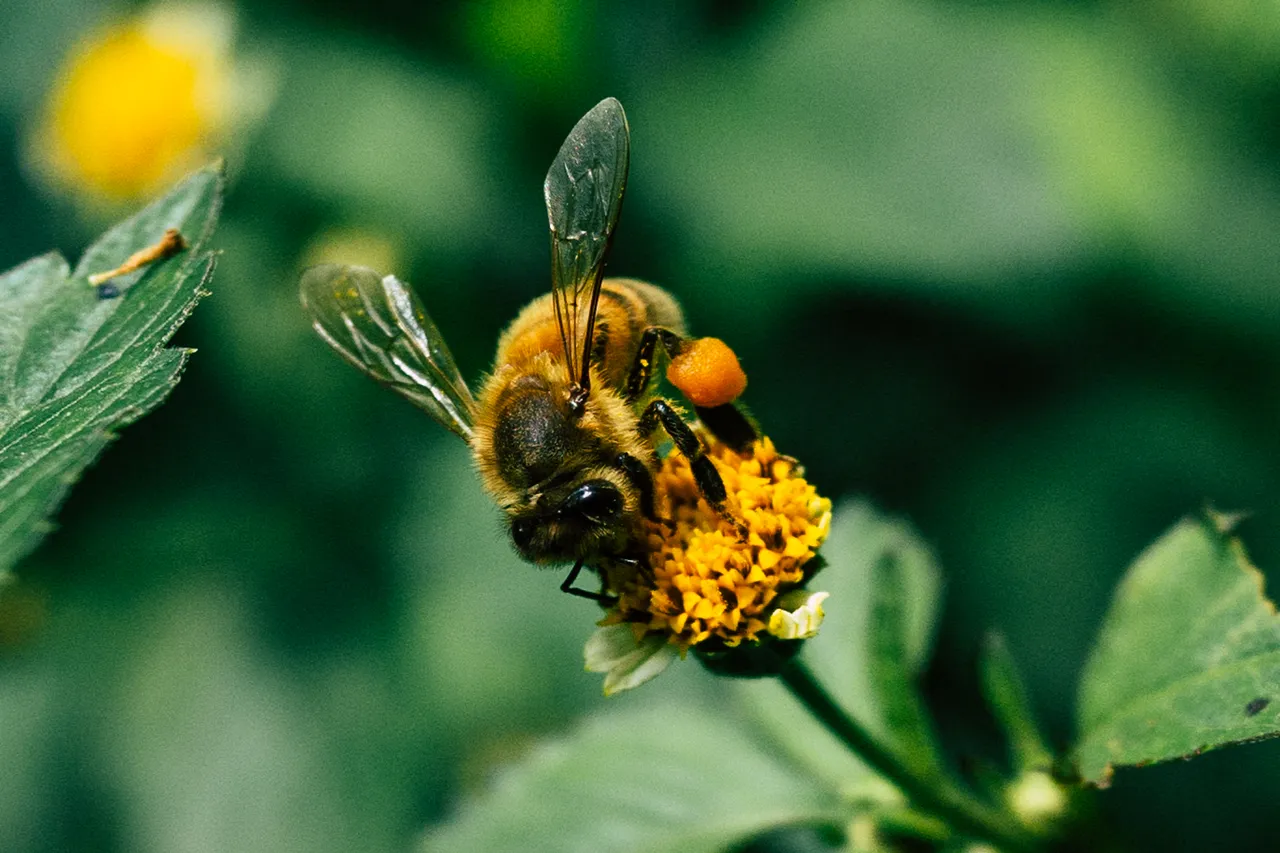 The big old hairy bee is back?