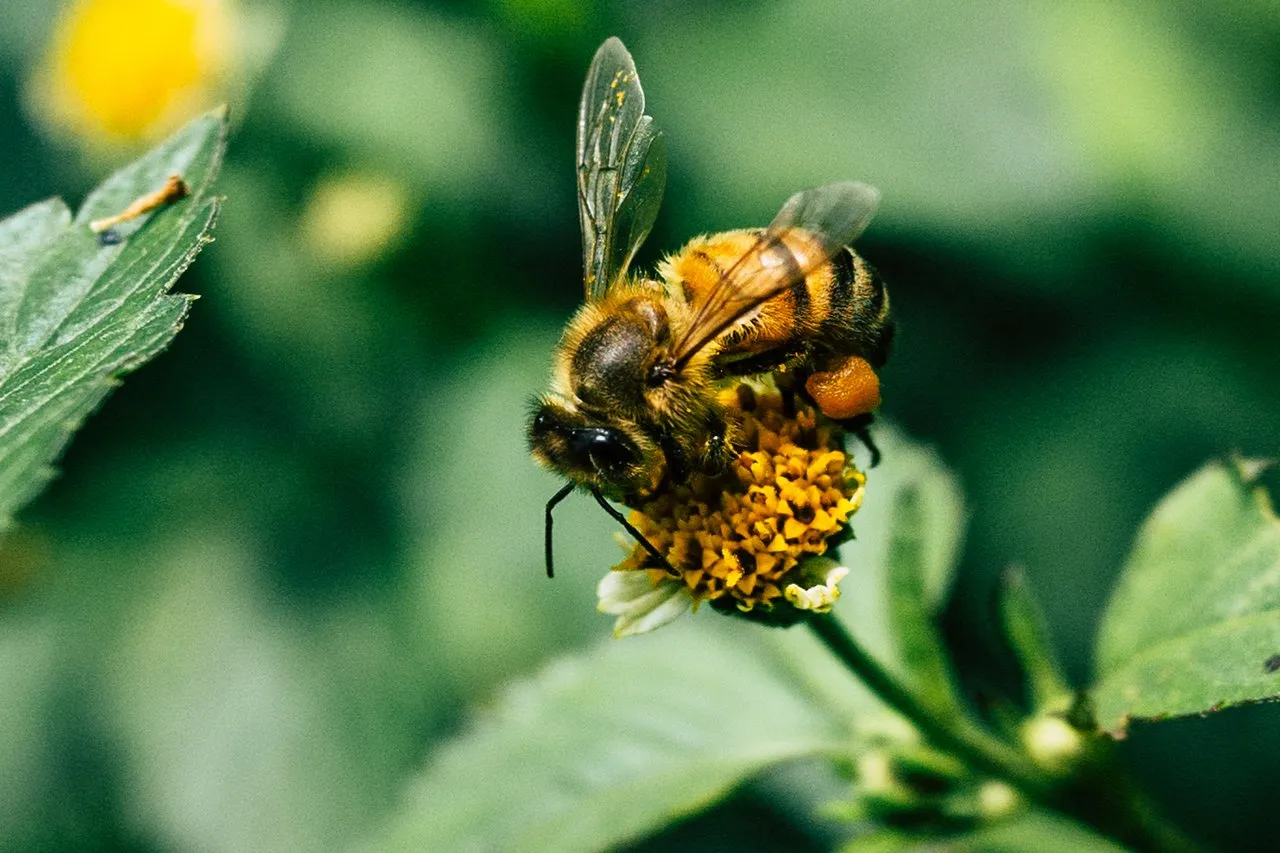 The big old hairy bee is back?