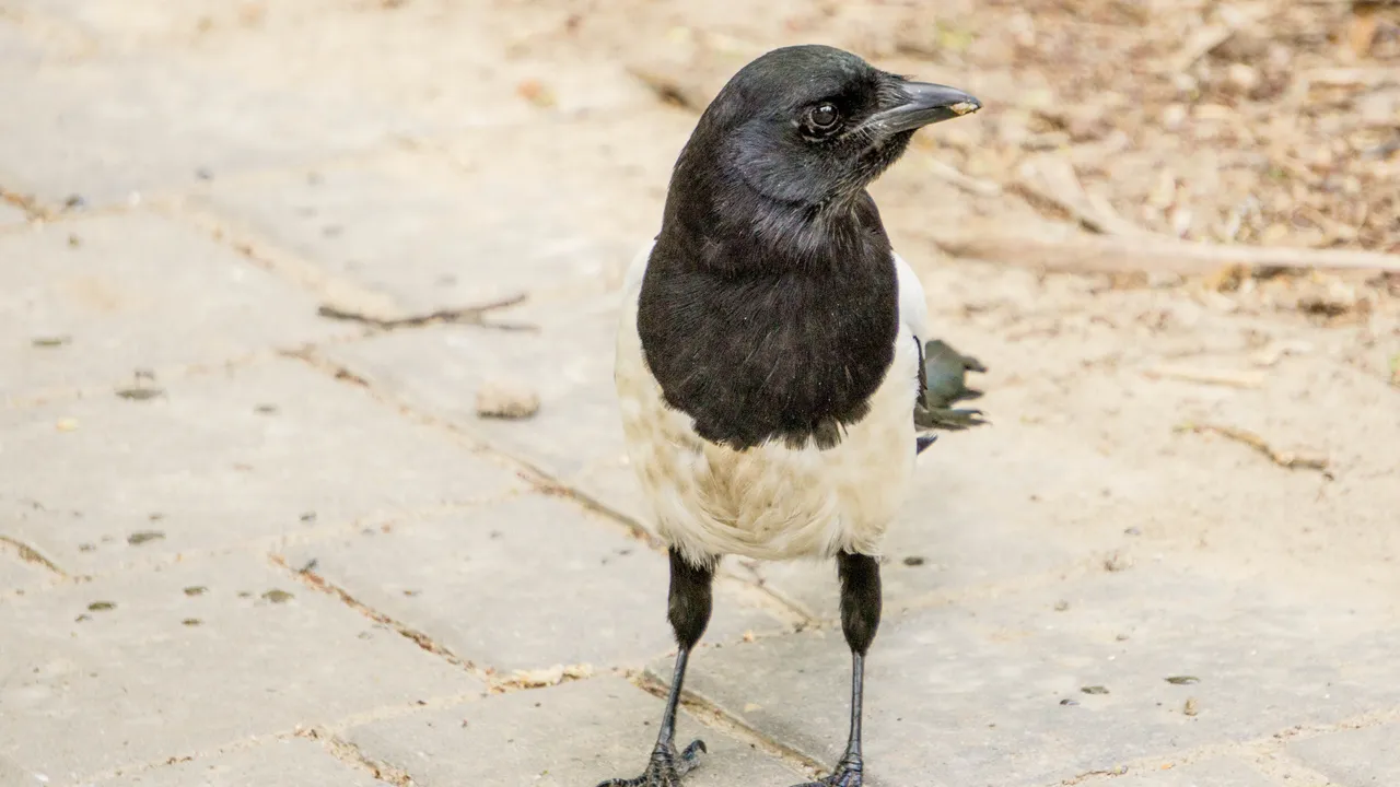 Brave magpie