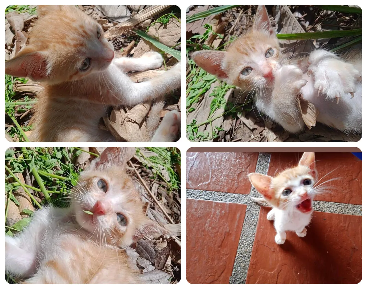 THE HISTORY OF CASCA // LA HISTORIA DE CASCA