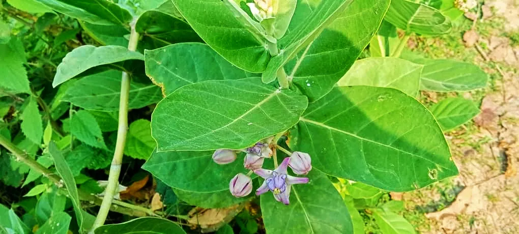 Photography of the flowers of the white akanda plant