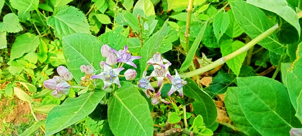 Photography of the flowers of the white akanda plant