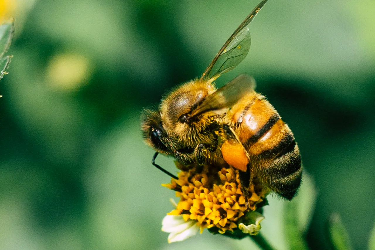 The big old hairy bee is back?