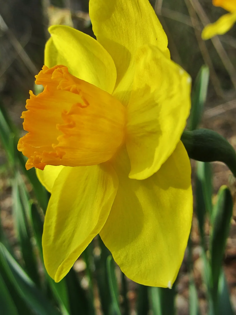 Daffodil Season
