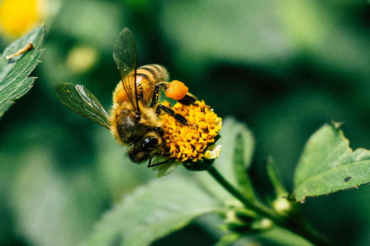 The big old hairy bee is back?