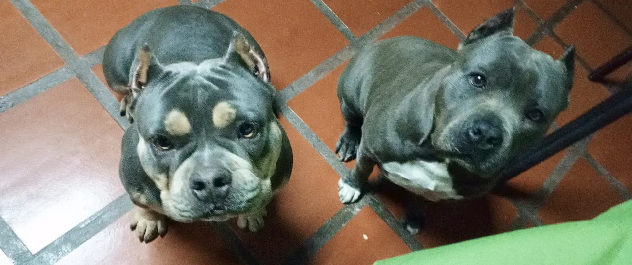 Meet my Dogs [Esp/Eng]