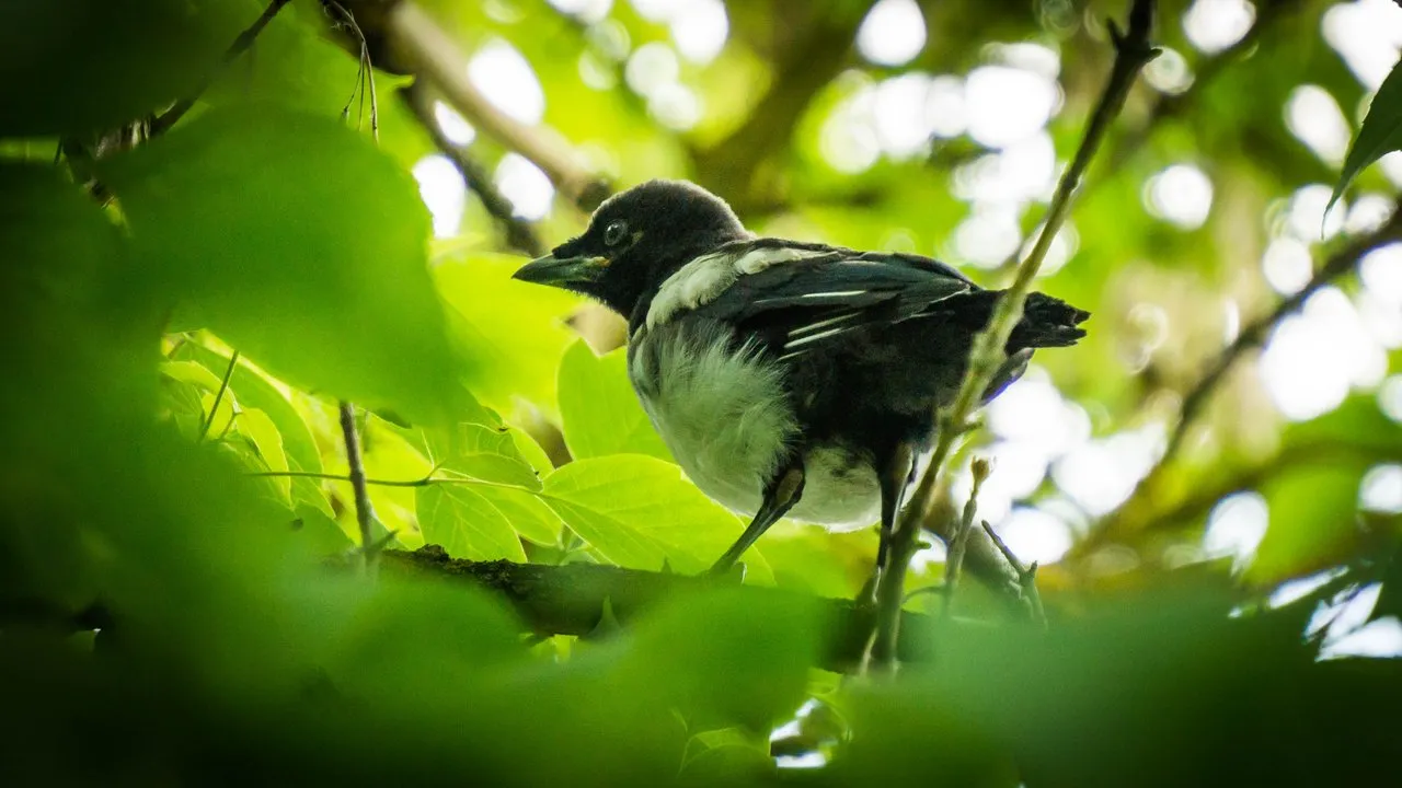 Little magpie chick