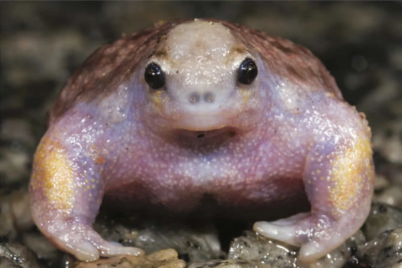 The Weird Reproduction Of The Australian Ground Frogs