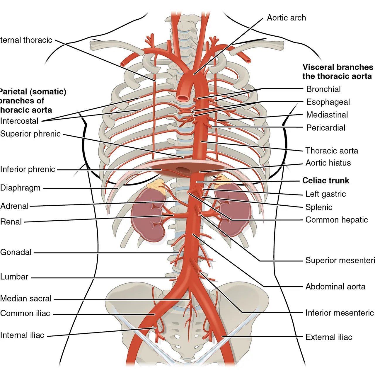 The Anatomy and Clinical Significance of Celiac Trunk