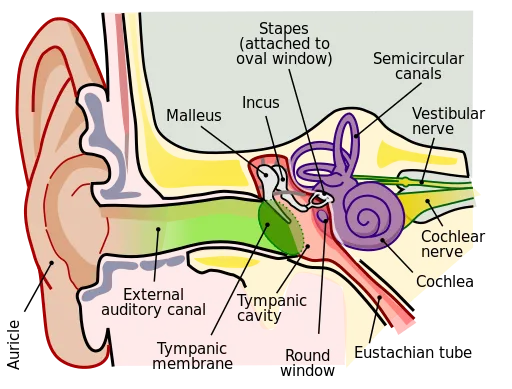 The Anatomy, and Physiology of the Ear