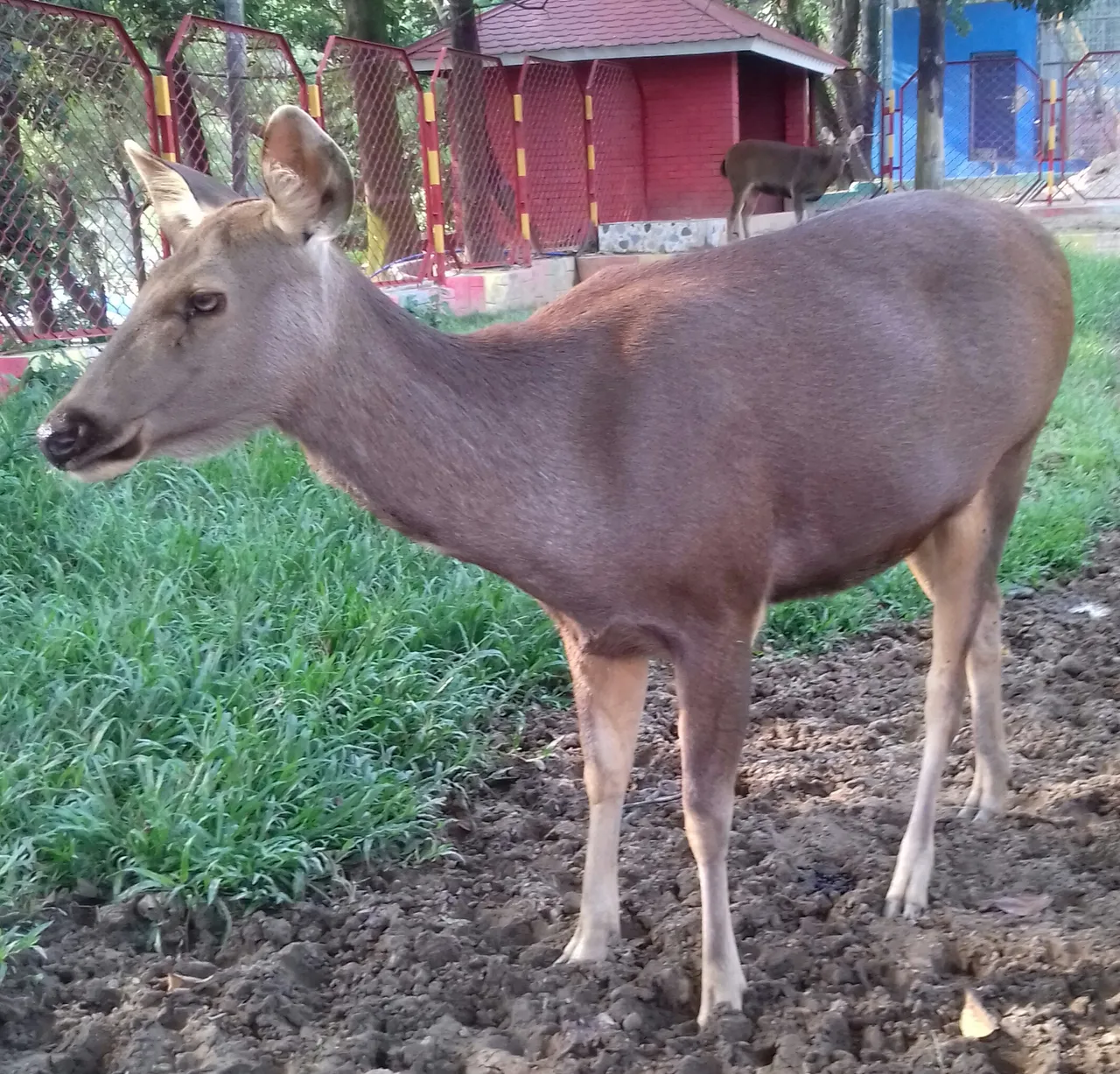 SAMBER DEER PHOTOGRAPHY