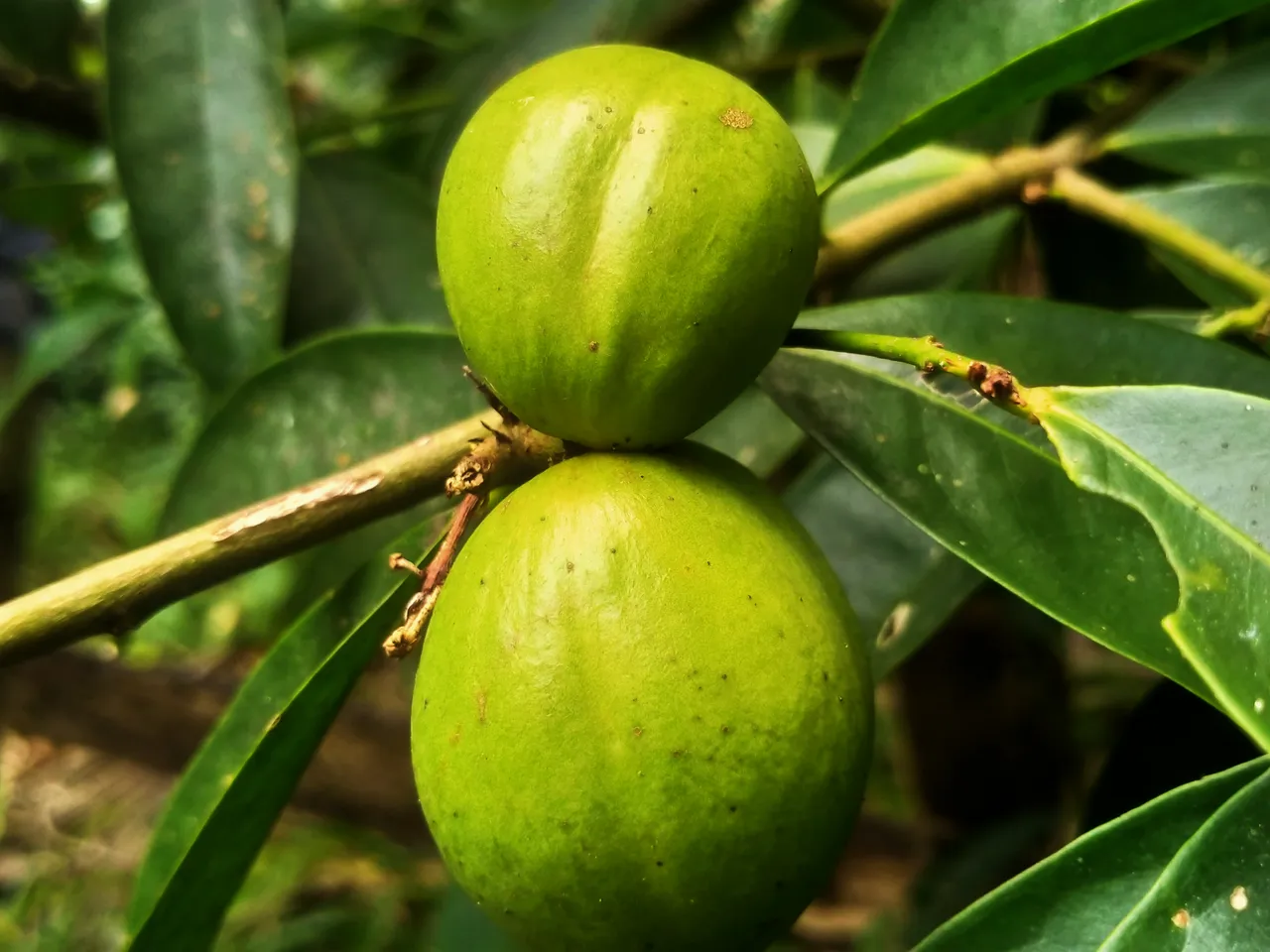 Potrait of Phaleria macrocarpa