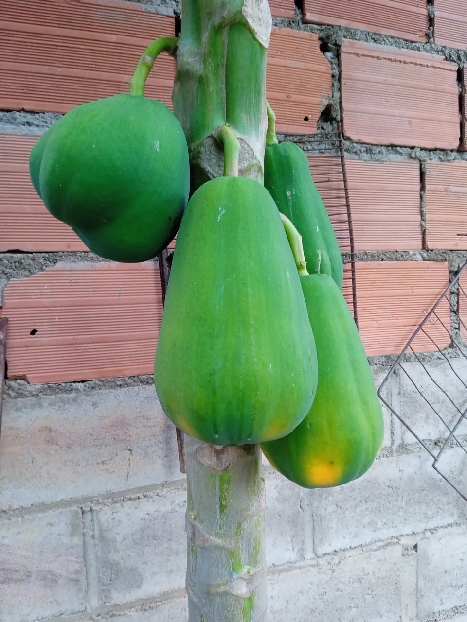 Lechosas listas para la Cosecha 🌱/Milky ready for Harvest 🌱