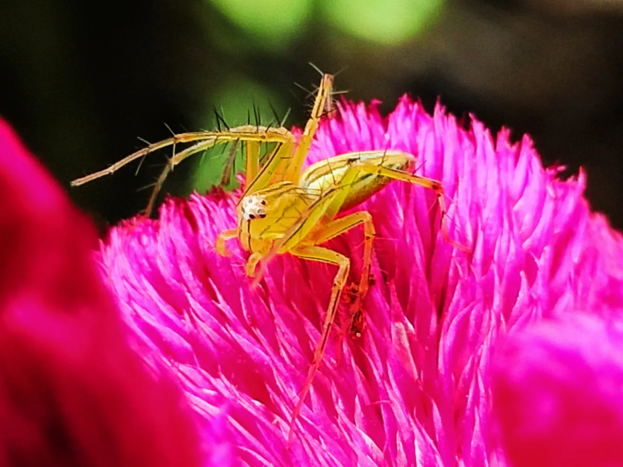 Valanga nigricornis and oxyopes salticus