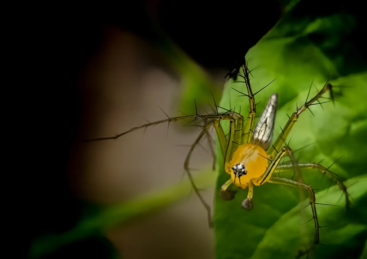 The Beauty of Leaf Spider Species | PhotographyLovers