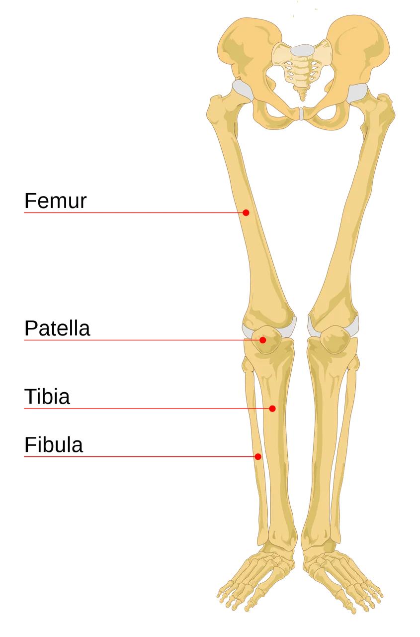 The Naked Body Part 2: Legs