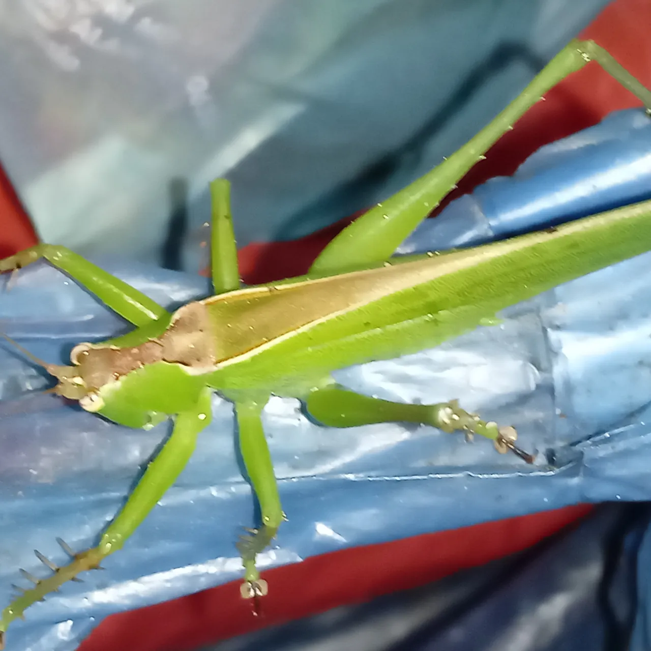 The truly extraordinary Hexacentrus japonicus