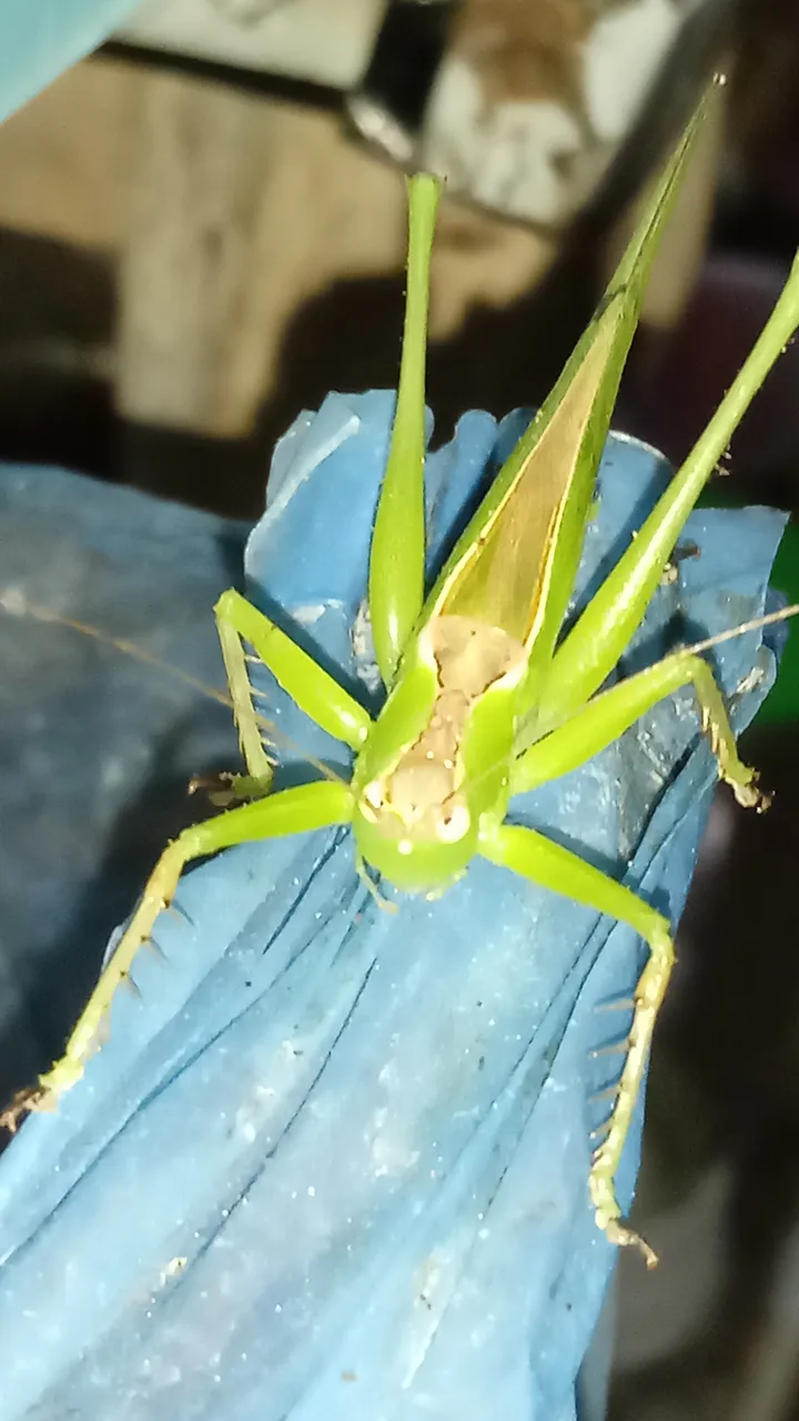 The truly extraordinary Hexacentrus japonicus