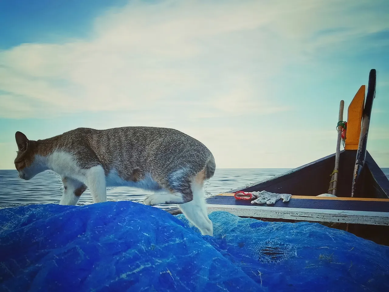 Si Belang ! The sailor part 1